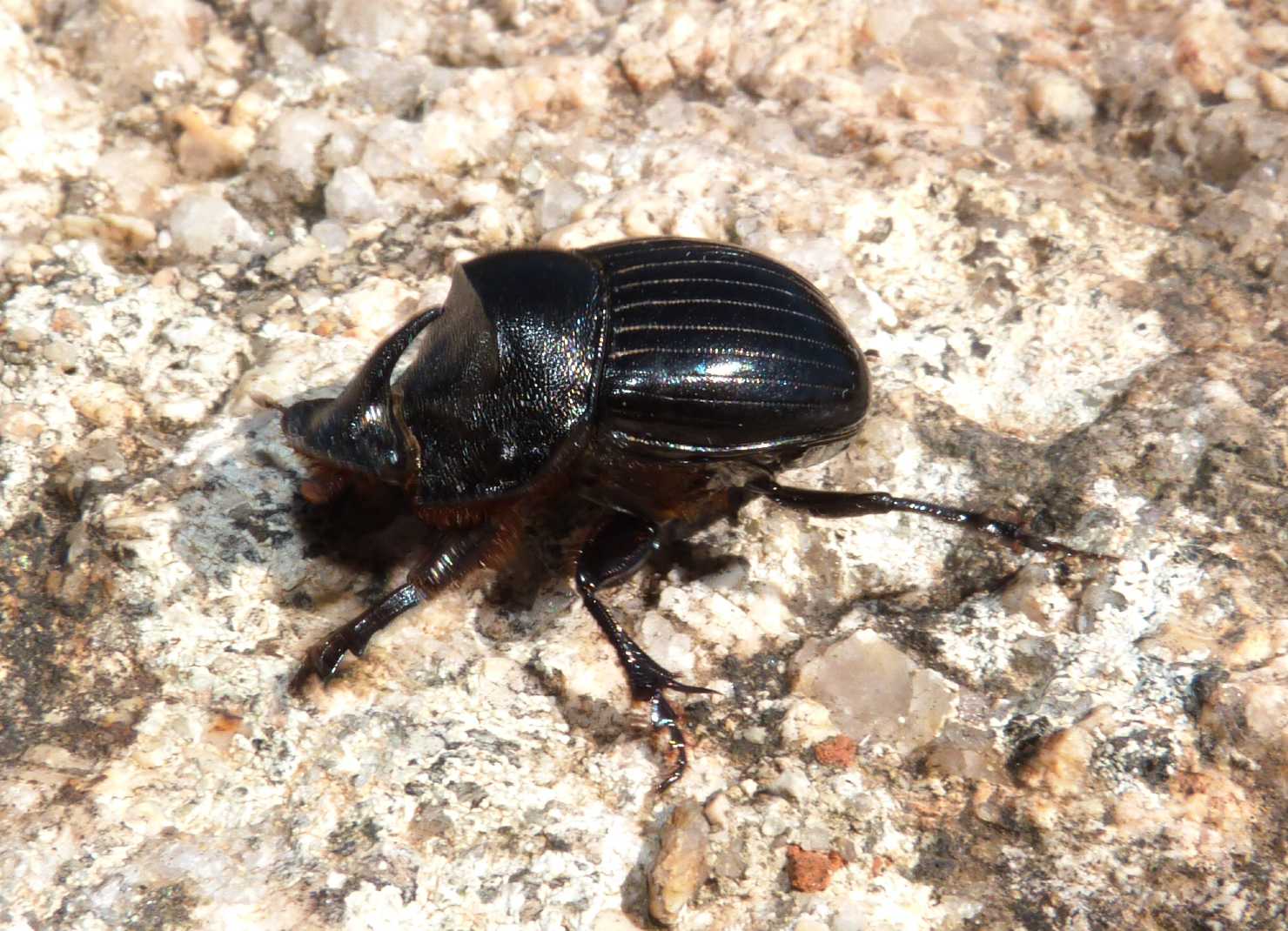 Copris hispanus , Natura Mediterraneo | Forum Naturalistico