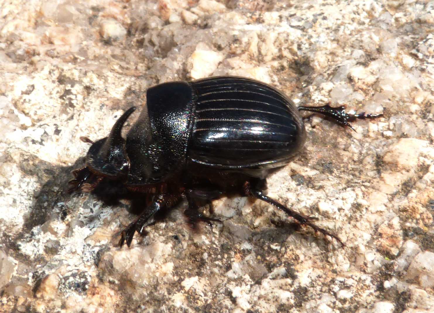 Copris hispanus , Natura Mediterraneo | Forum Naturalistico