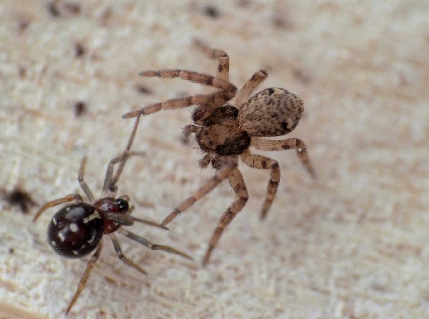 Crustulina sp. e Pulchellodromus bistigma - Ostia Antica (RM) , Natura ...