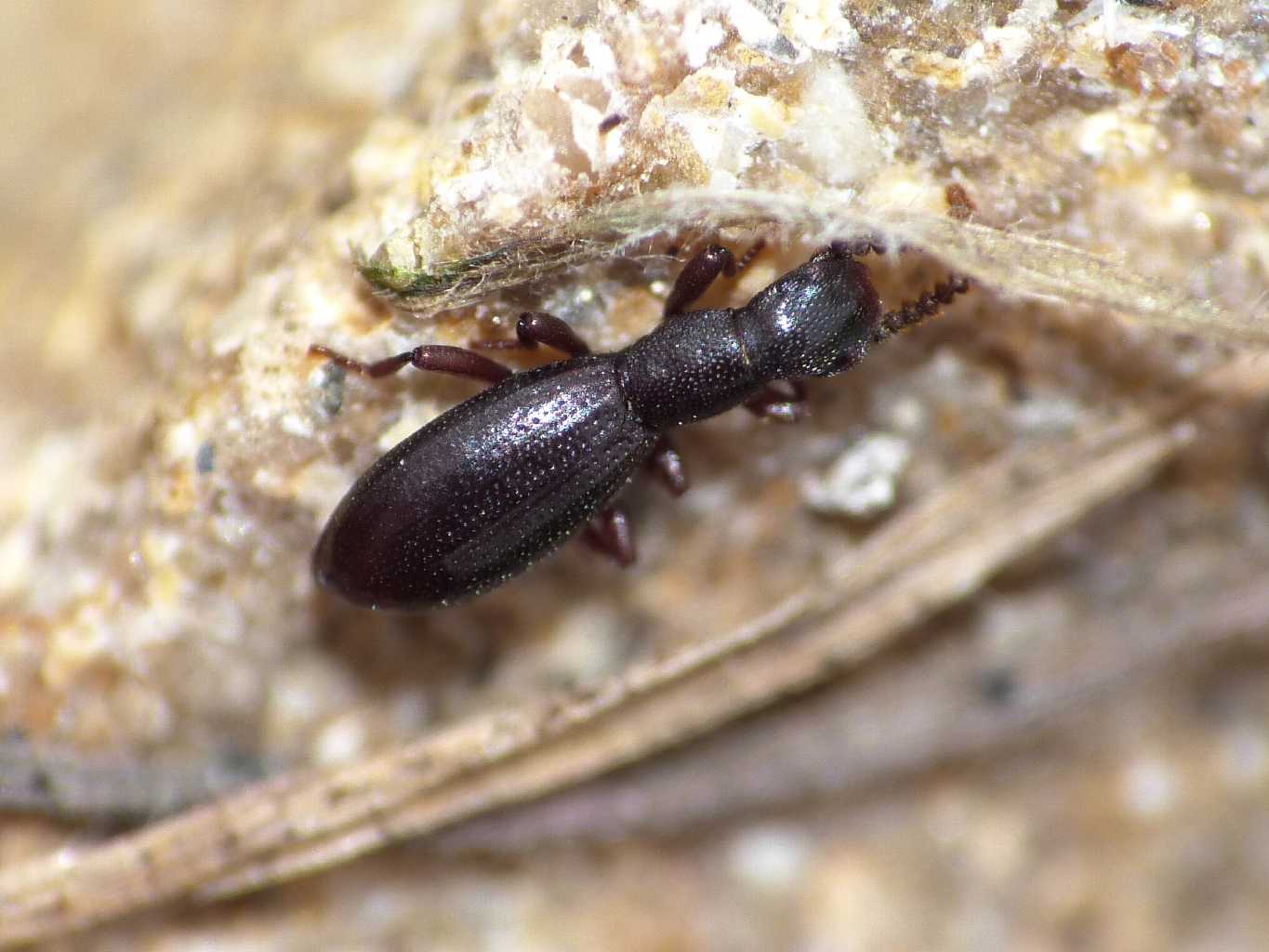 Piccolissimo Tenebrionidae: Dichillus , Natura Mediterraneo | Forum ...