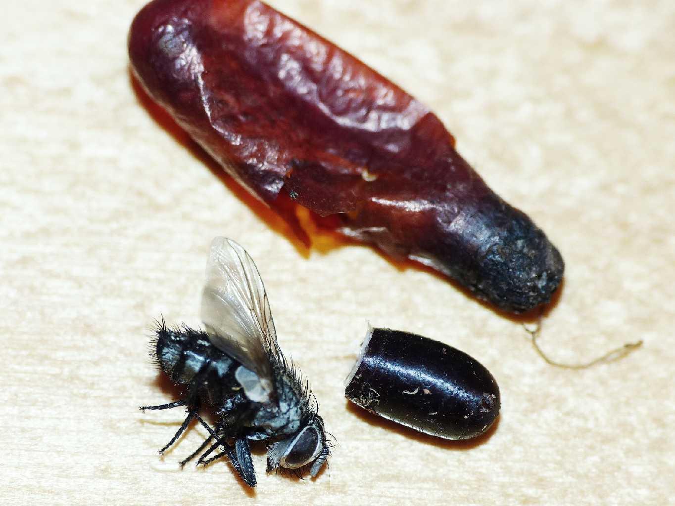 Dittero parassita di Sceliphron sp.: Amobia sp. , Natura Mediterraneo ...