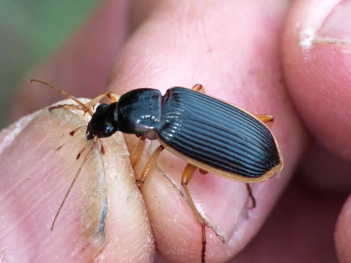 Epomis dejanii sardo? No. Epomis circumscriptus , Natura Mediterraneo ...