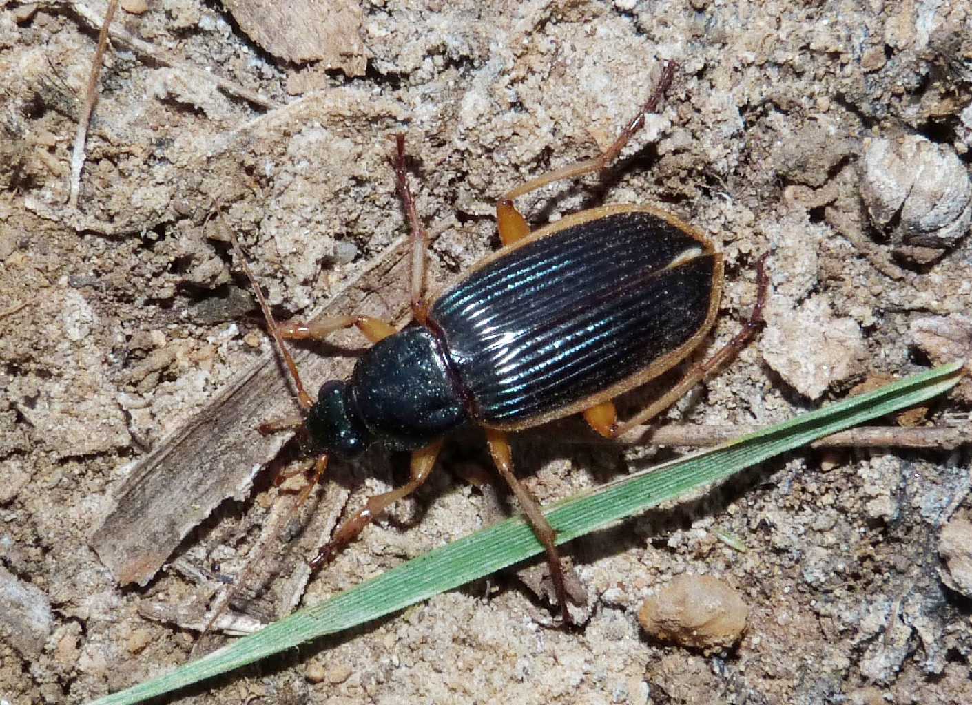Epomis dejanii sardo? No. Epomis circumscriptus , Natura Mediterraneo ...