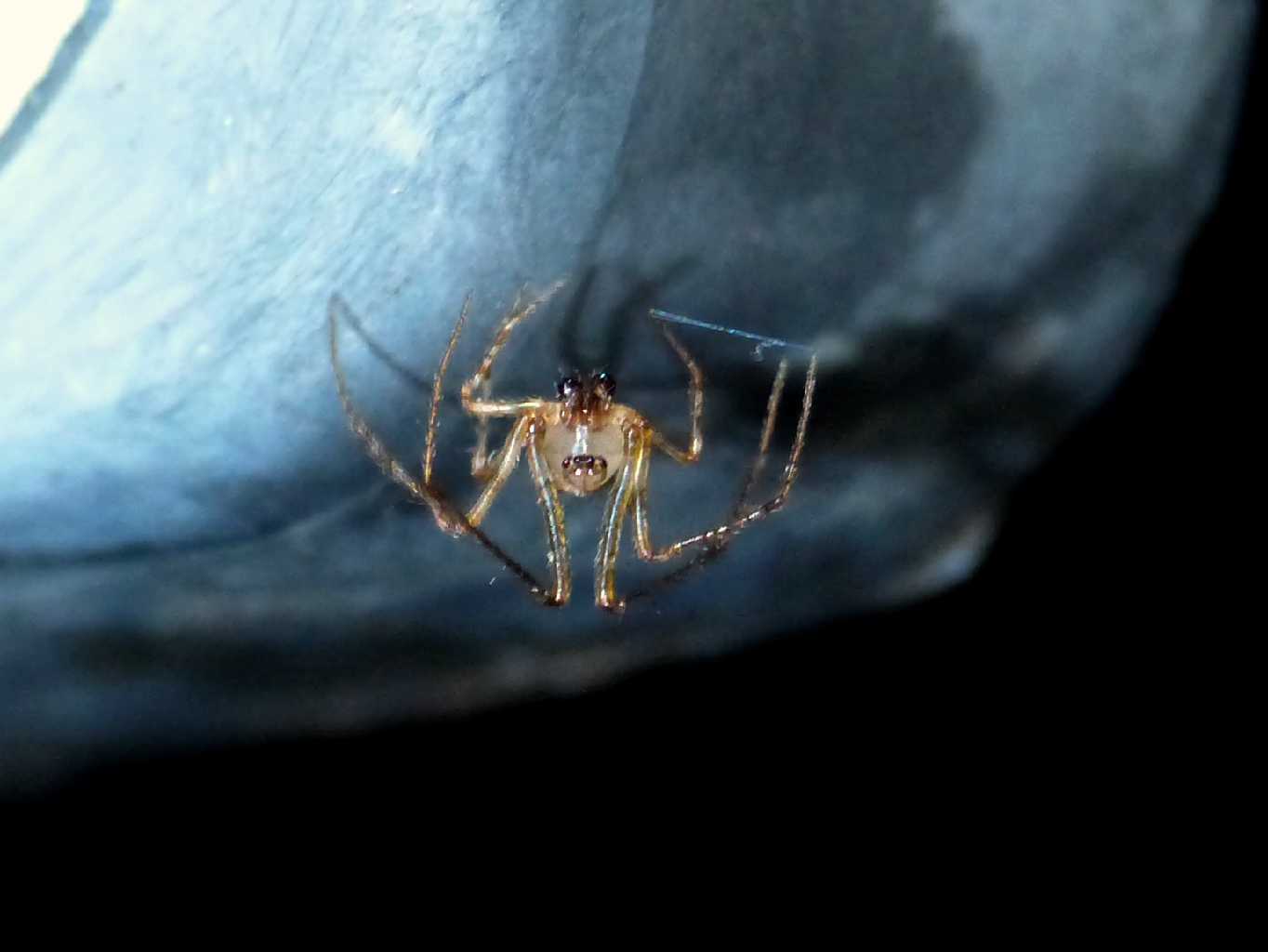 Ero cfr bitubercolata in caccia - S. Teresa Gallura (OT) , Natura ...