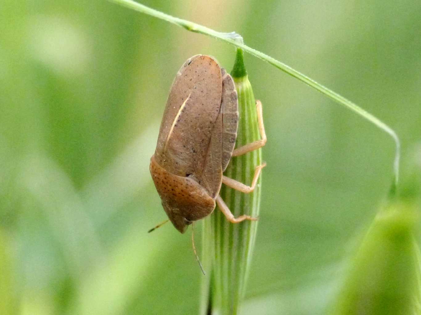 Scutelleridae: Eurygaster austriaca del Lazio - Tolfa (RM) , Natura ...