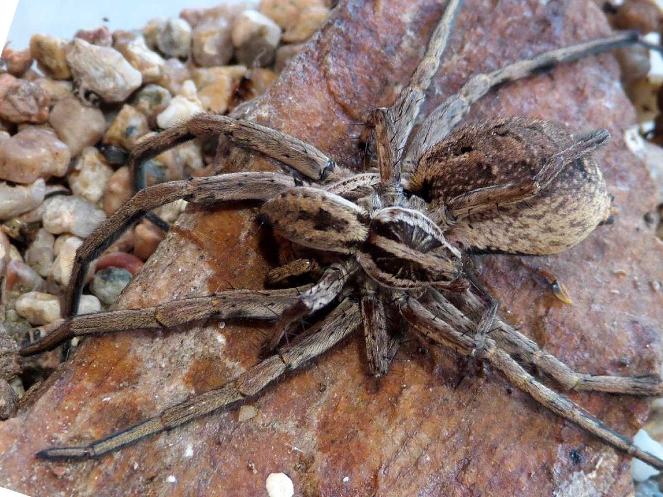 Hogna radiata - Padriciano (TS) , Natura Mediterraneo | Forum Naturalistico