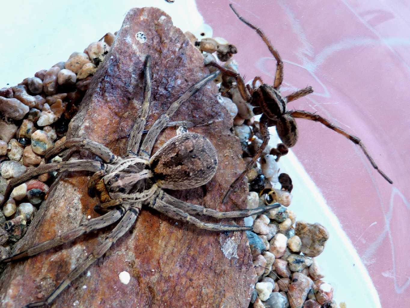 Hogna radiata - Padriciano (TS) , Natura Mediterraneo | Forum Naturalistico