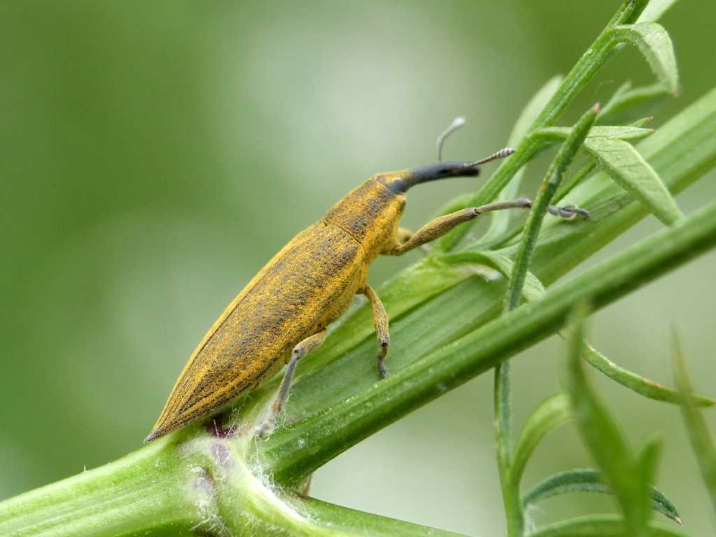 Lixus iridis , Natura Mediterraneo | Forum Naturalistico