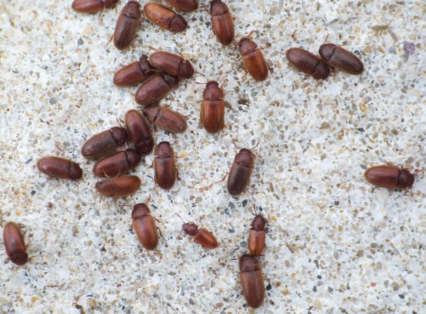 Typhaea stercorea (Mycetophagidae)(cfr.) e Ahasverus advena (Silvanidae ...