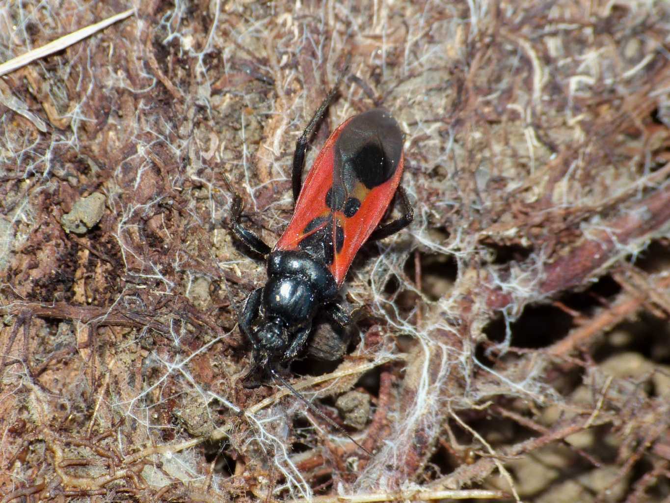 Reduvidae: Peirates hybridus del Lazio (RM) , Natura Mediterraneo ...
