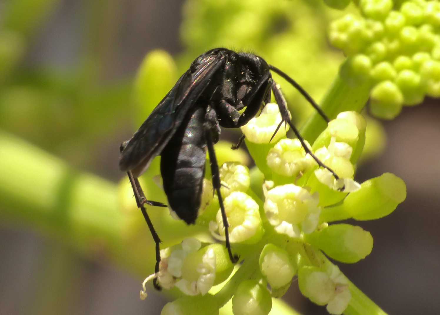 Pompilidae nero , Natura Mediterraneo | Forum Naturalistico
