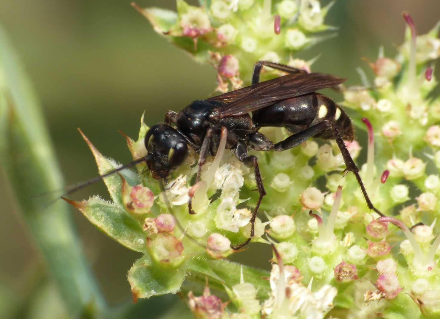 Pompilidae con macchie bianche , Natura Mediterraneo | Forum Naturalistico