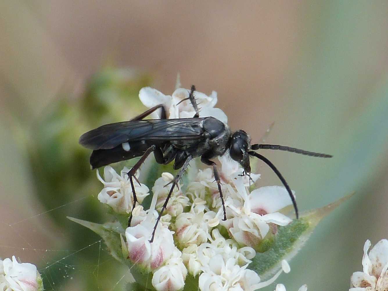 Piccolo Pompilidae , Natura Mediterraneo | Forum Naturalistico