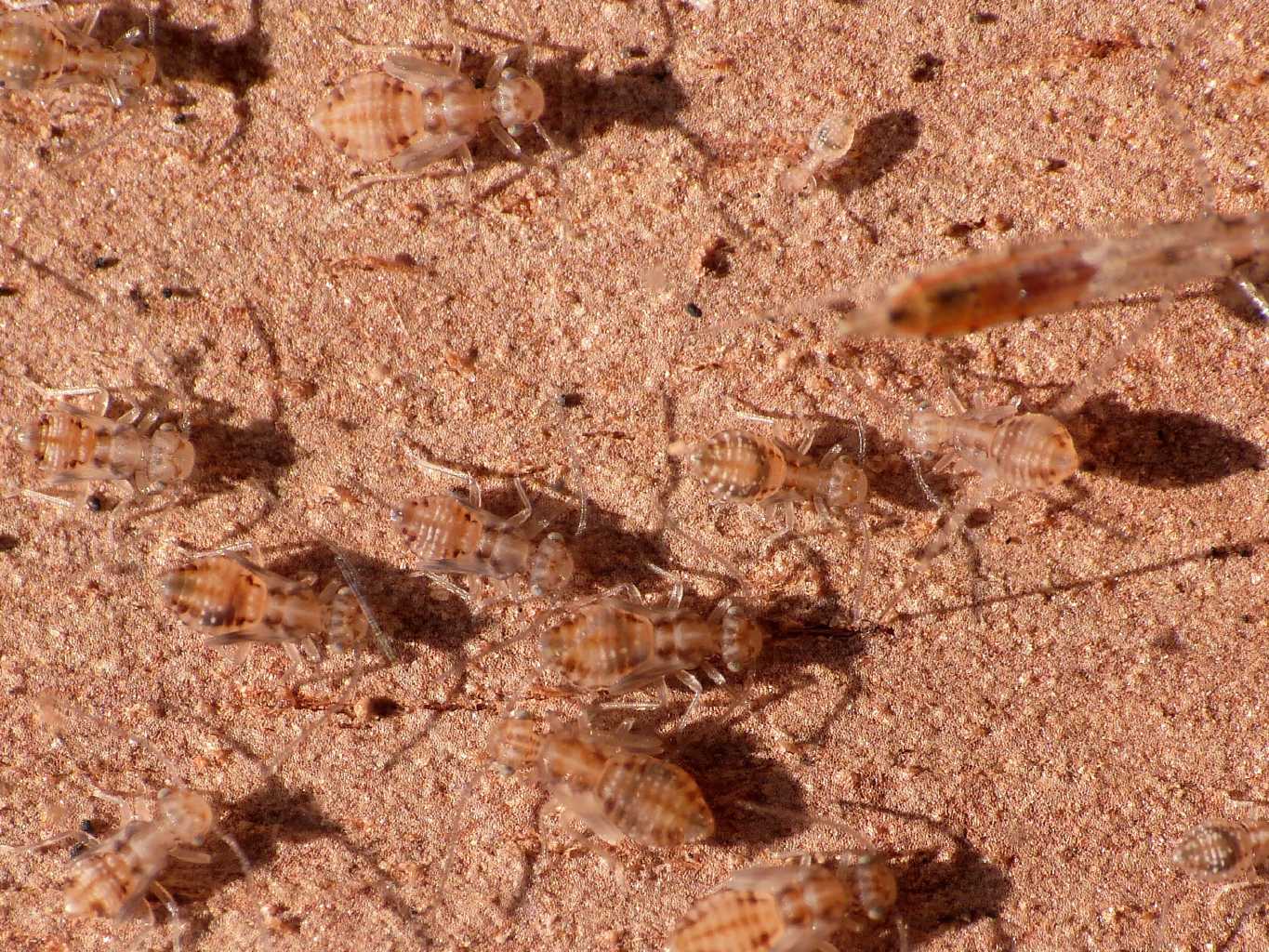 Psocotteri: giovani e adulto , Natura Mediterraneo | Forum Naturalistico