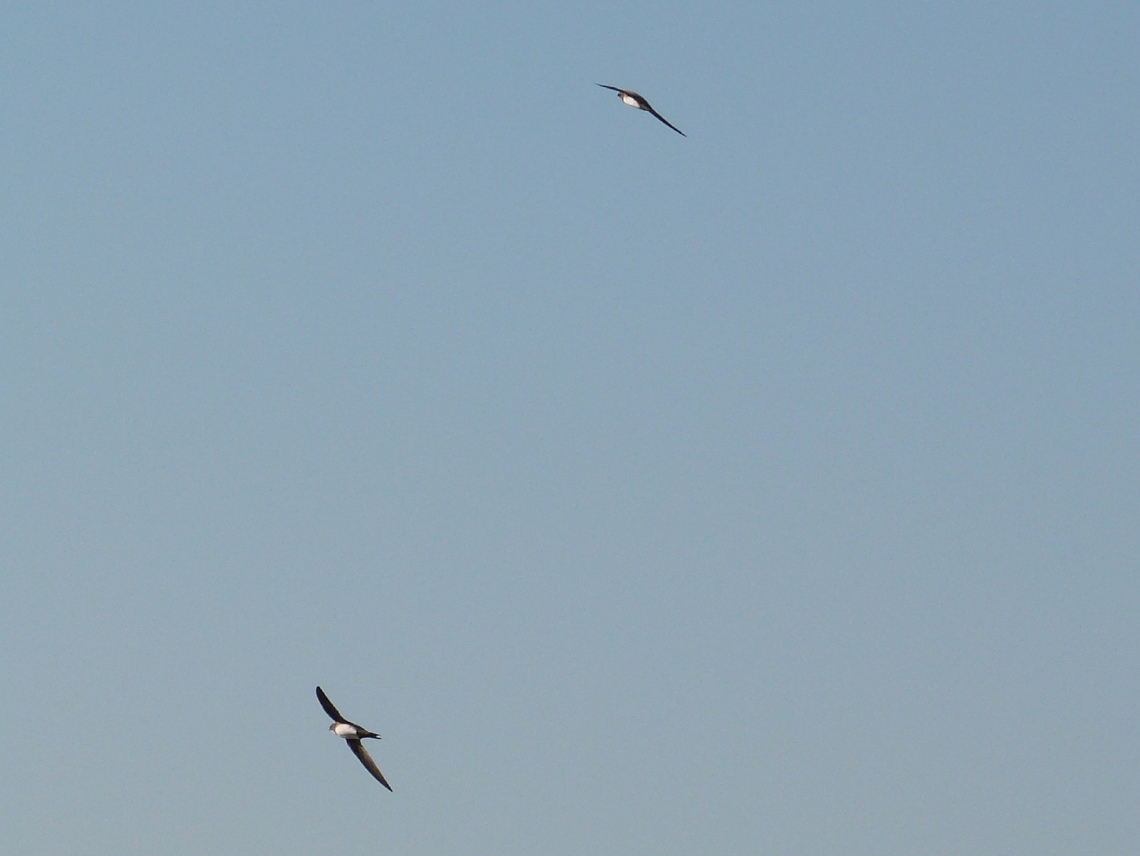 Rondone maggiore, o Rondone alpino? , Natura Mediterraneo | Forum ...