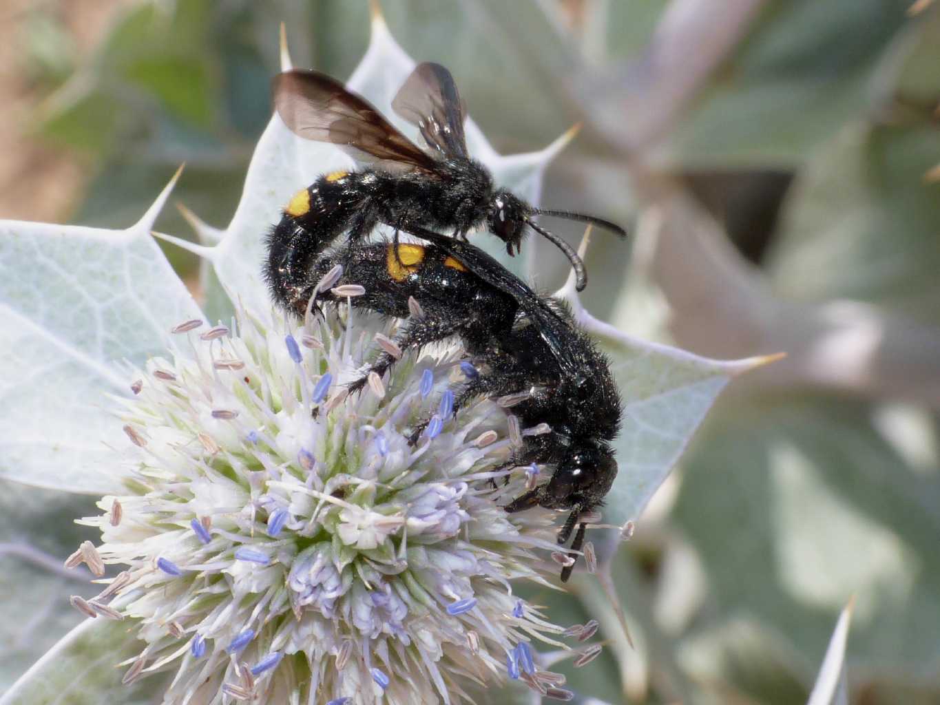Maschio di Scolia hirta (Krk) , Natura Mediterraneo | Forum Naturalistico