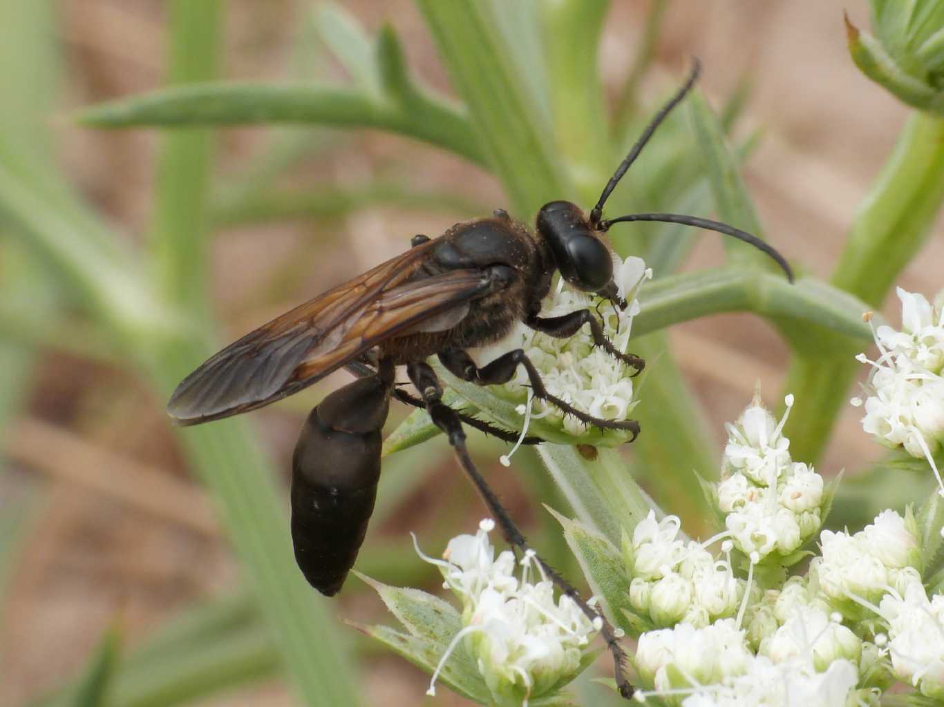 Sphecidae: maschio di Sphex leuconotus , Natura Mediterraneo | Forum ...