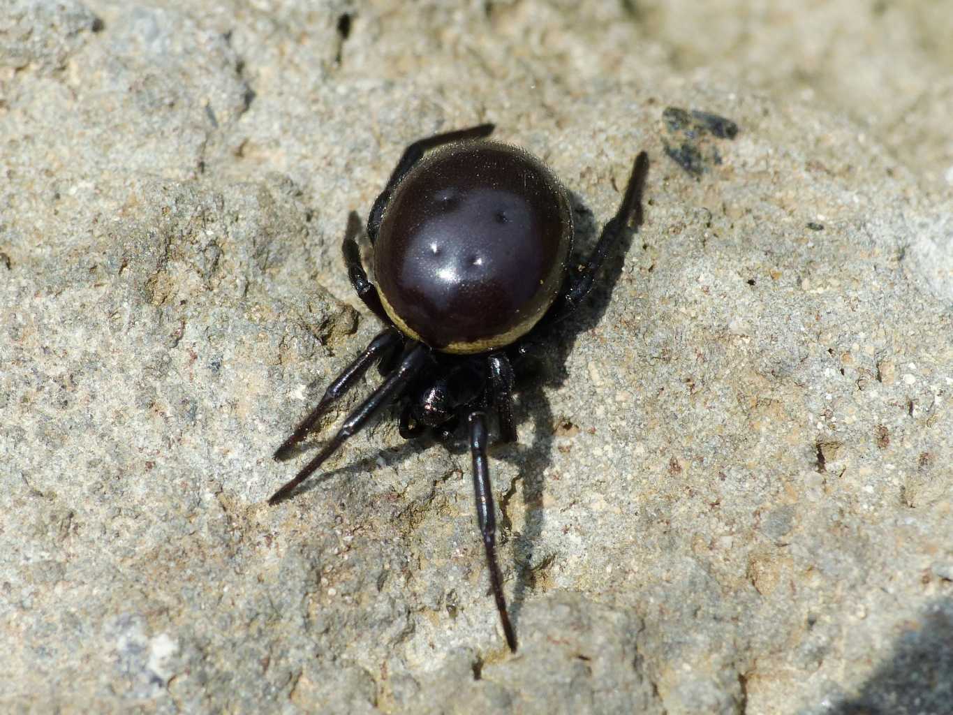 Una bella Steatoda paykulliana - Montecompatri (RM) , Natura ...