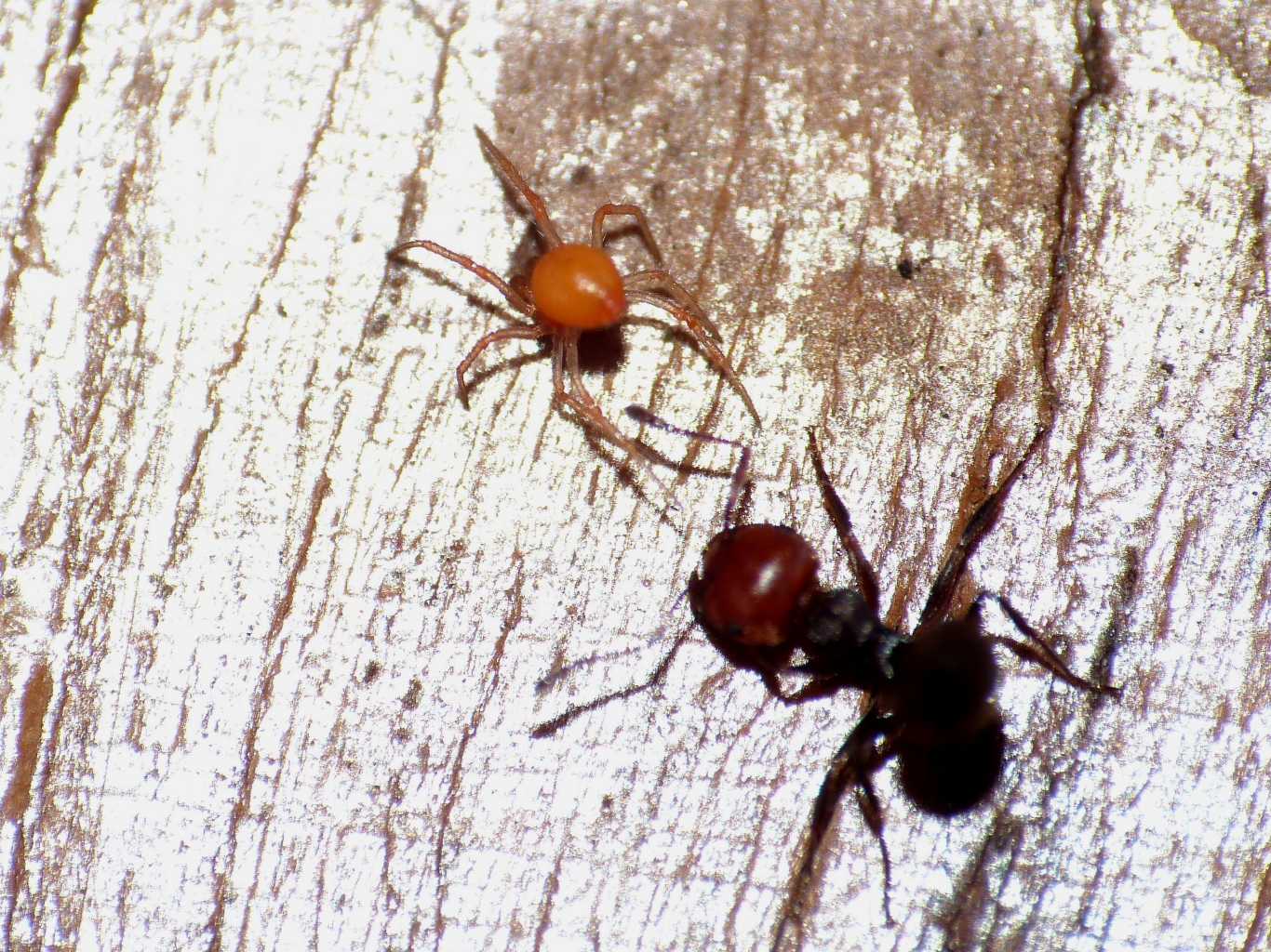 Theridion Musivum e Crustulina sticta? - Palidoro(RM) , Natura ...