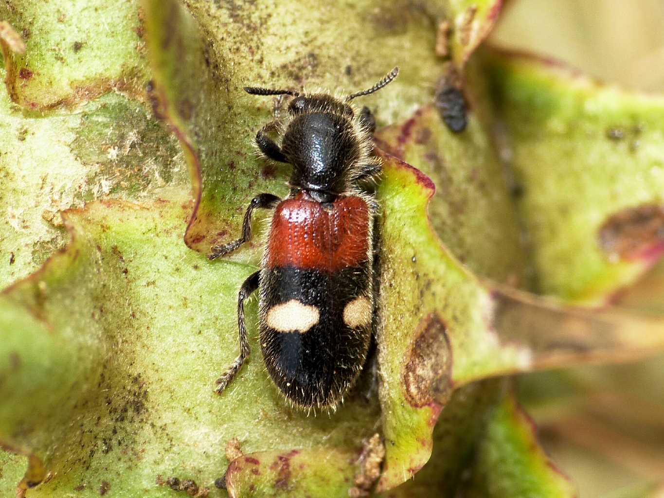 Tilloidea transversalis , Natura Mediterraneo | Forum Naturalistico