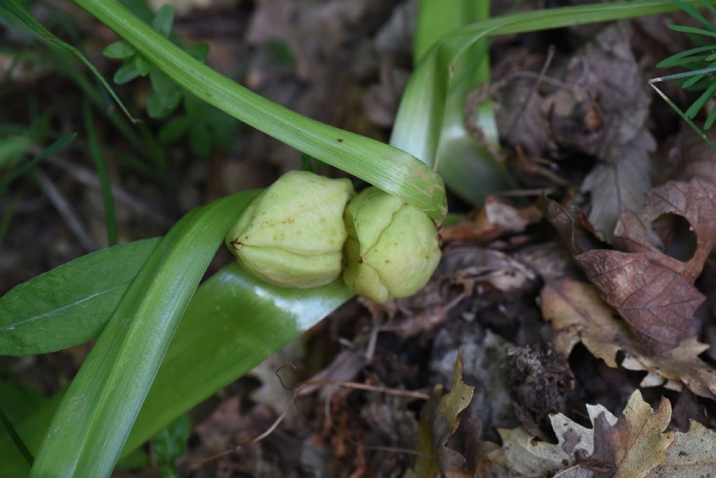 Colchicum sp. , Natura Mediterraneo | Forum Naturalistico