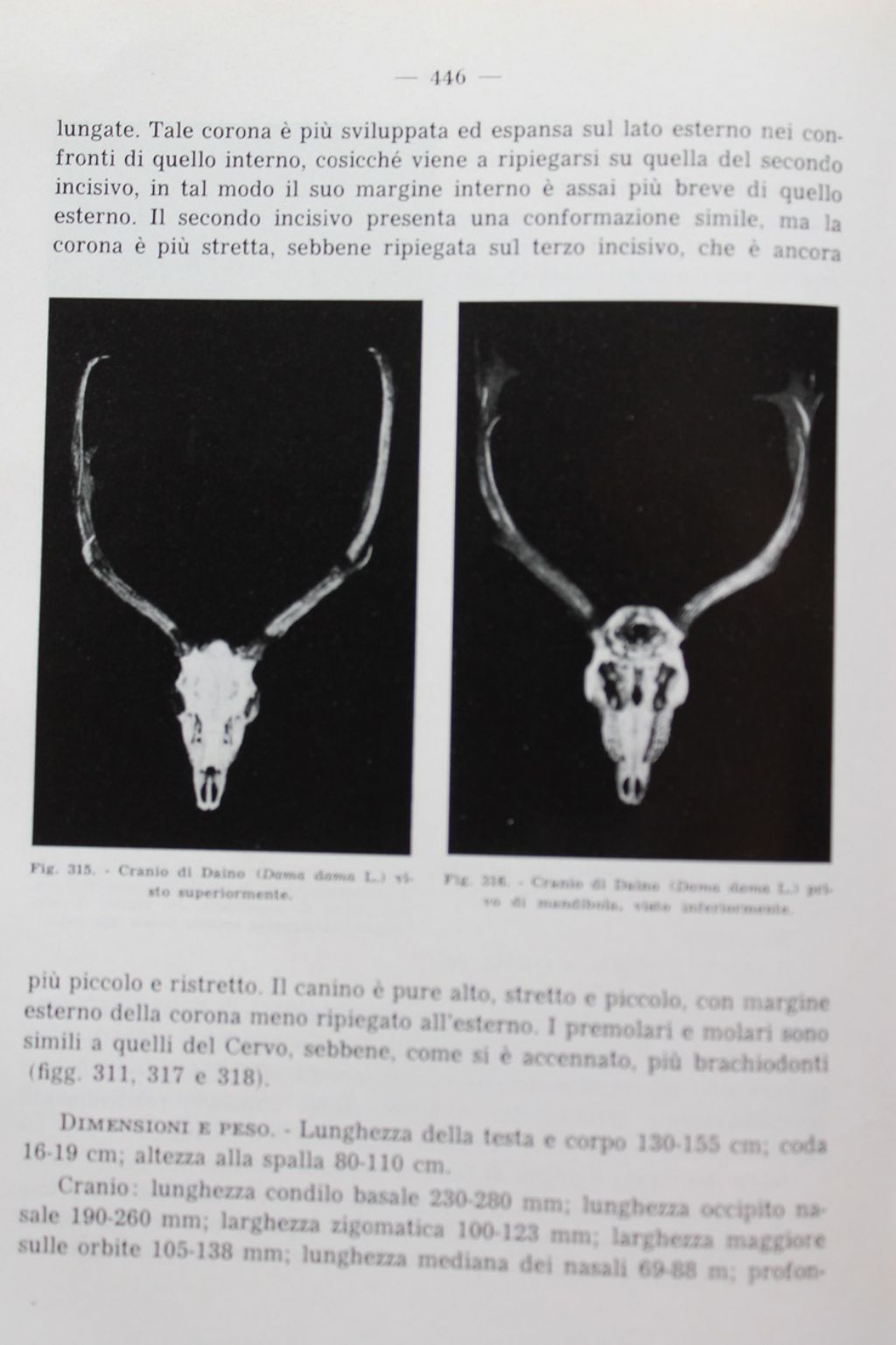 Profilo Del Cranio Del Cervo