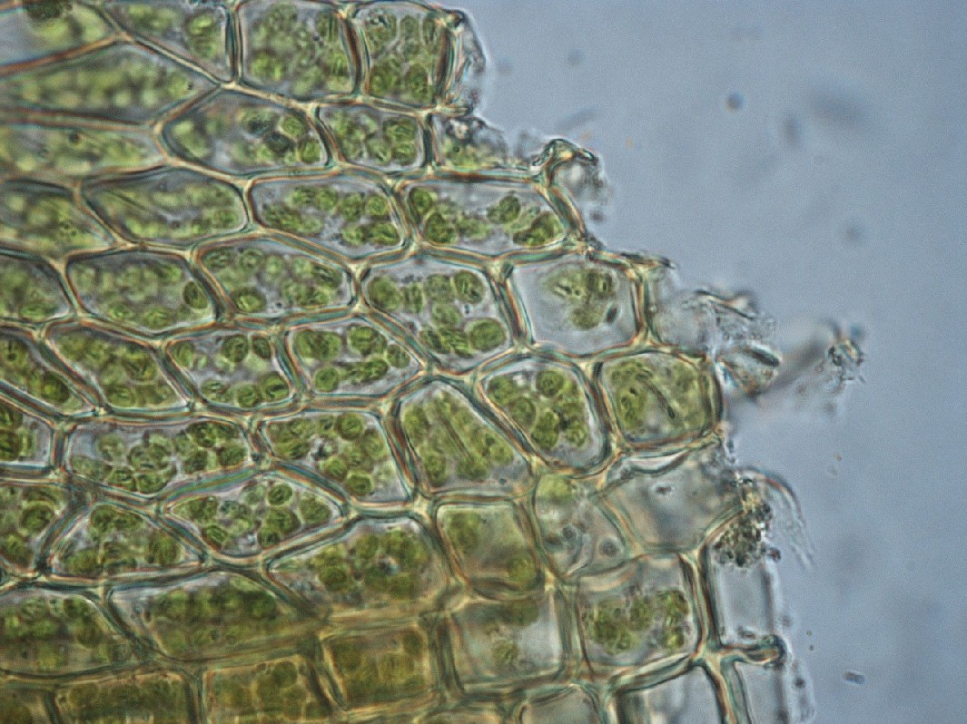 Pianta Di Muschio Al Microscopio Ifinite Forme Pelosissime (al