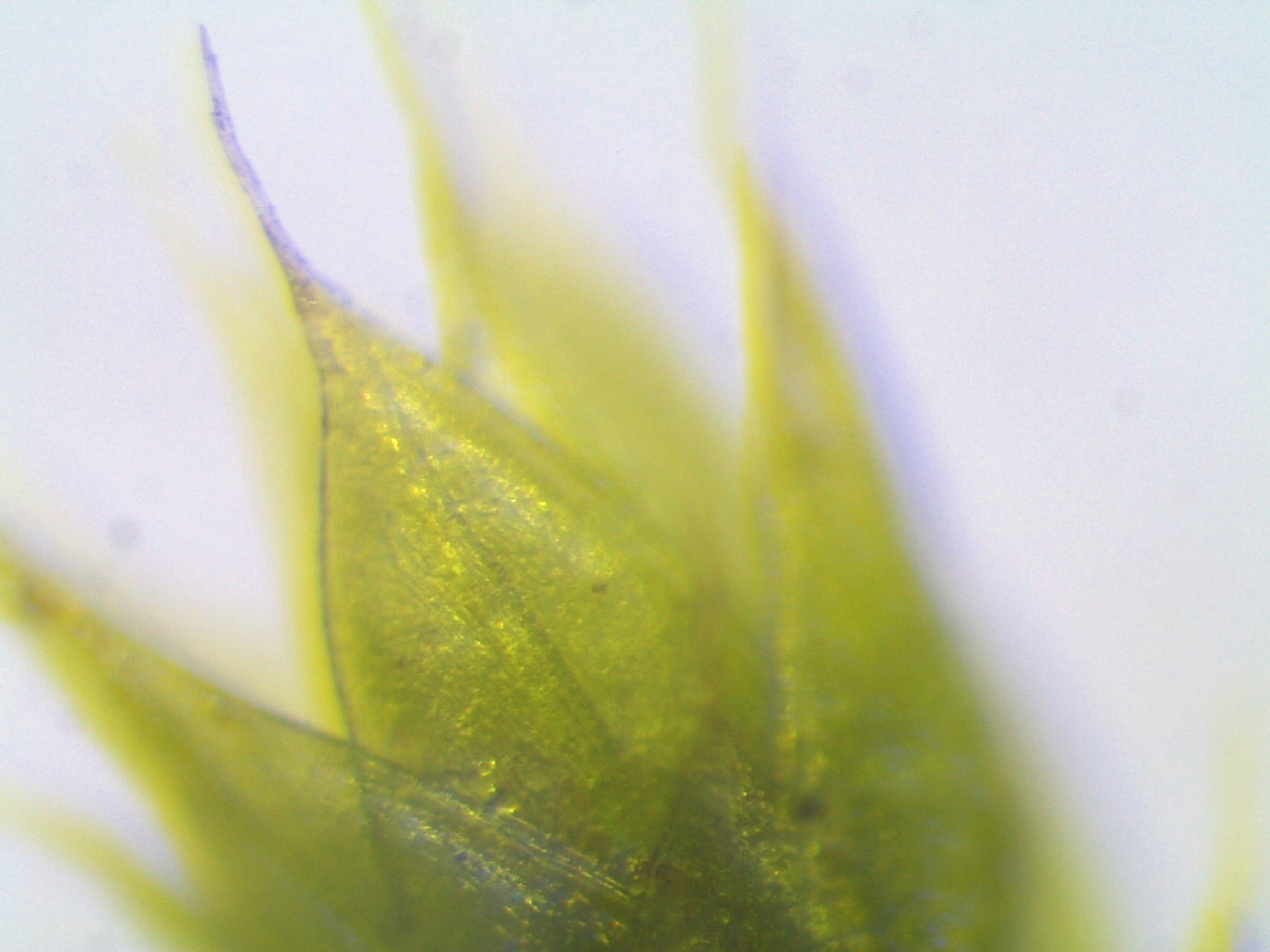 muschio da determinare , Natura Mediterraneo | Forum Naturalistico