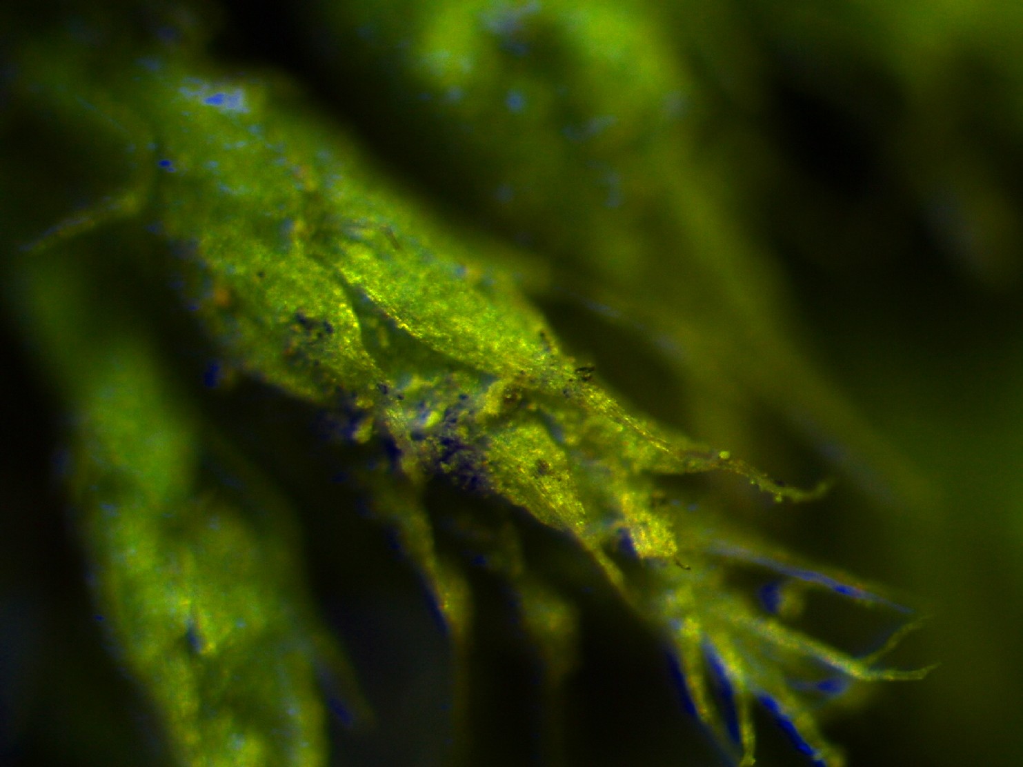 muschio da determinare , Natura Mediterraneo | Forum Naturalistico