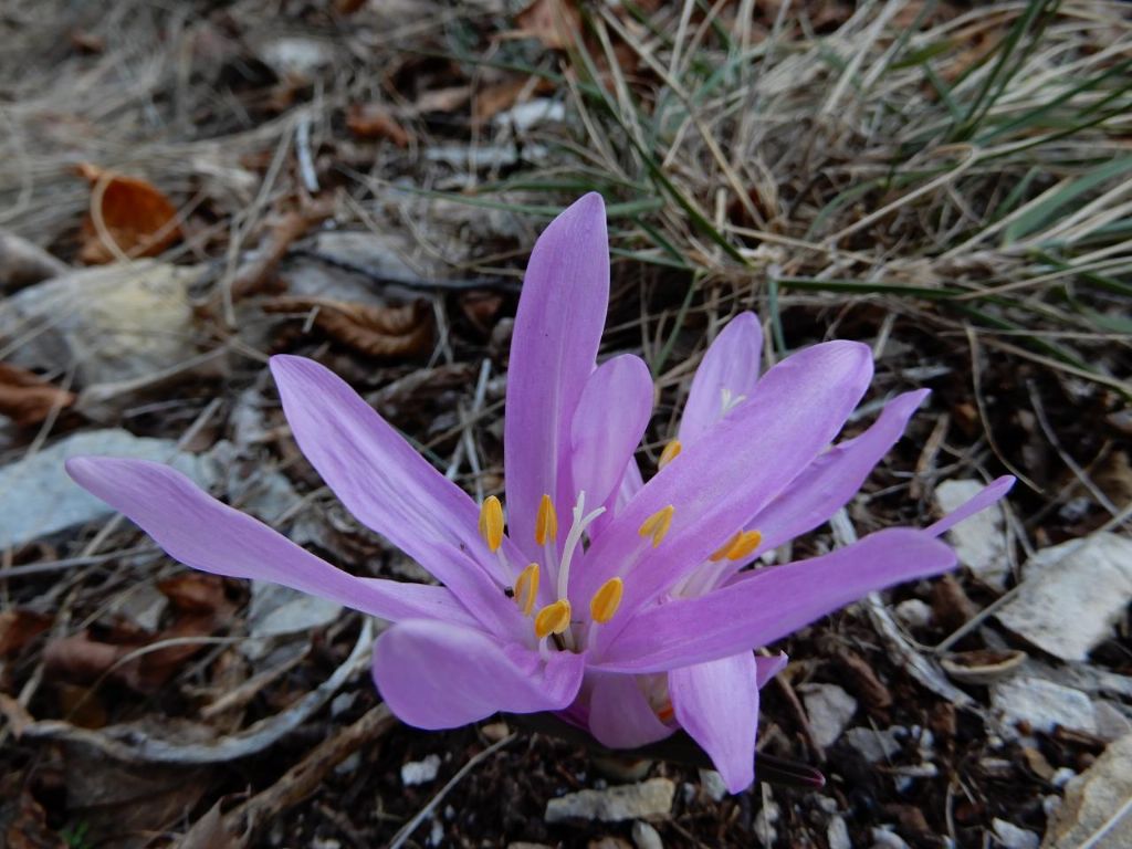Colchicum bulbocodium o Bulbocodium vernum , Natura Mediterraneo ...