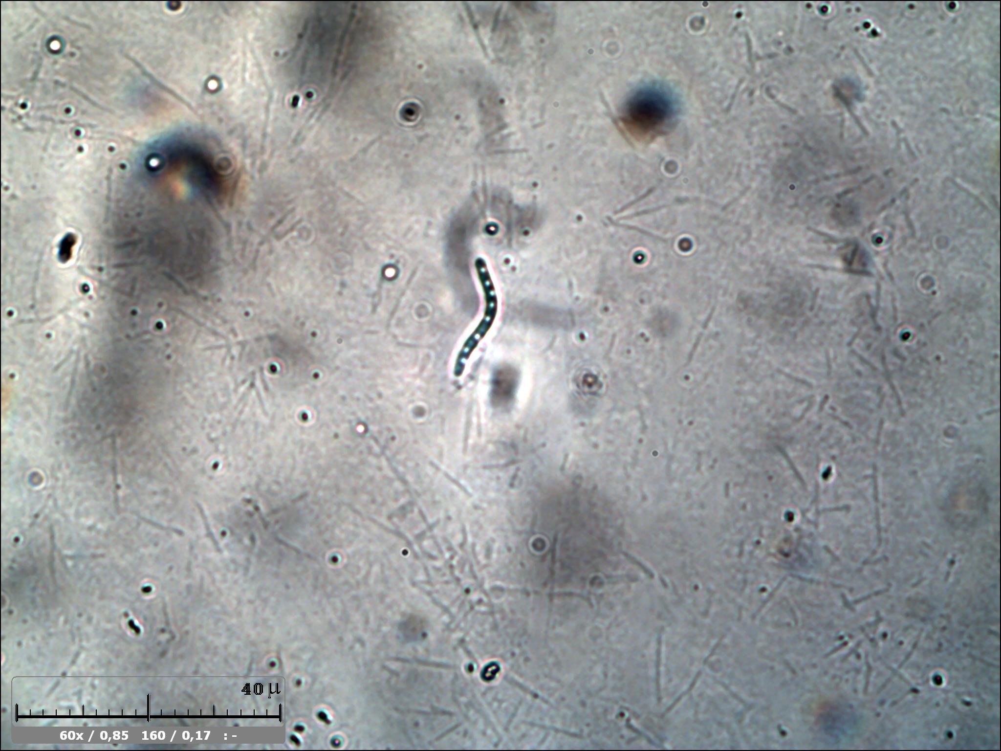 Batterio , Natura Mediterraneo | Forum Naturalistico