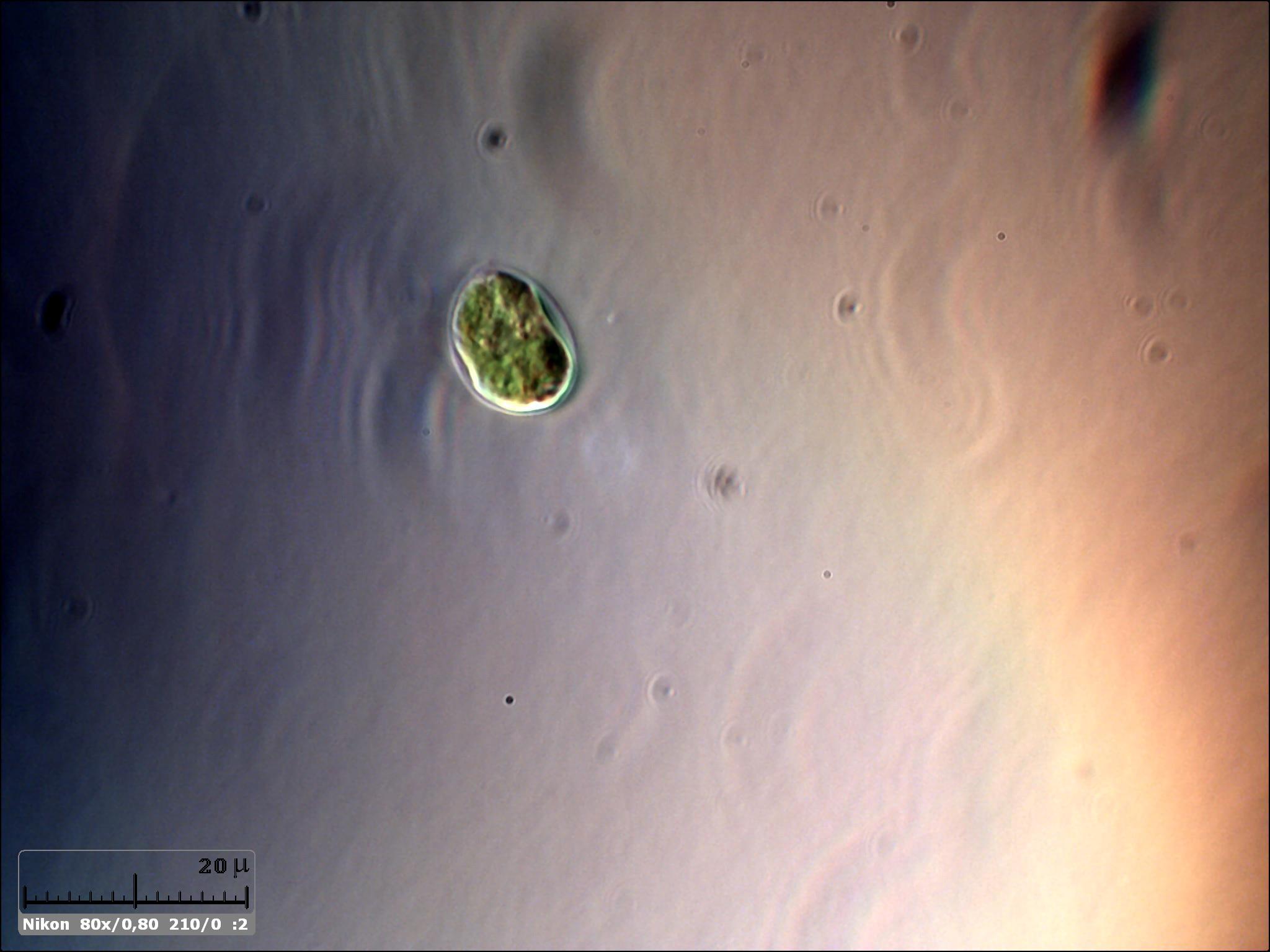 Euglenoidi , Natura Mediterraneo | Forum Naturalistico