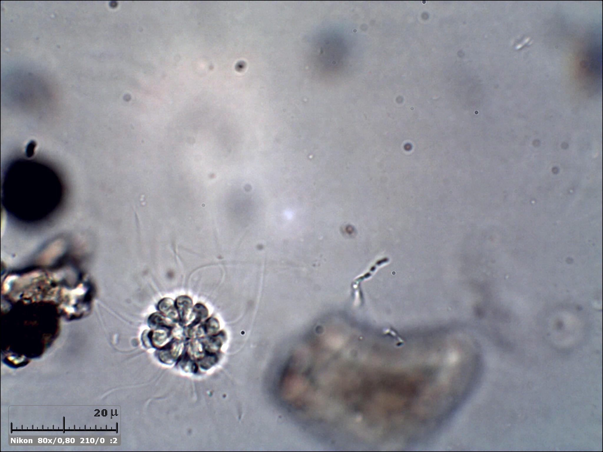 Che belli. Ho preso la Codosiga , Natura Mediterraneo | Forum Naturalistico