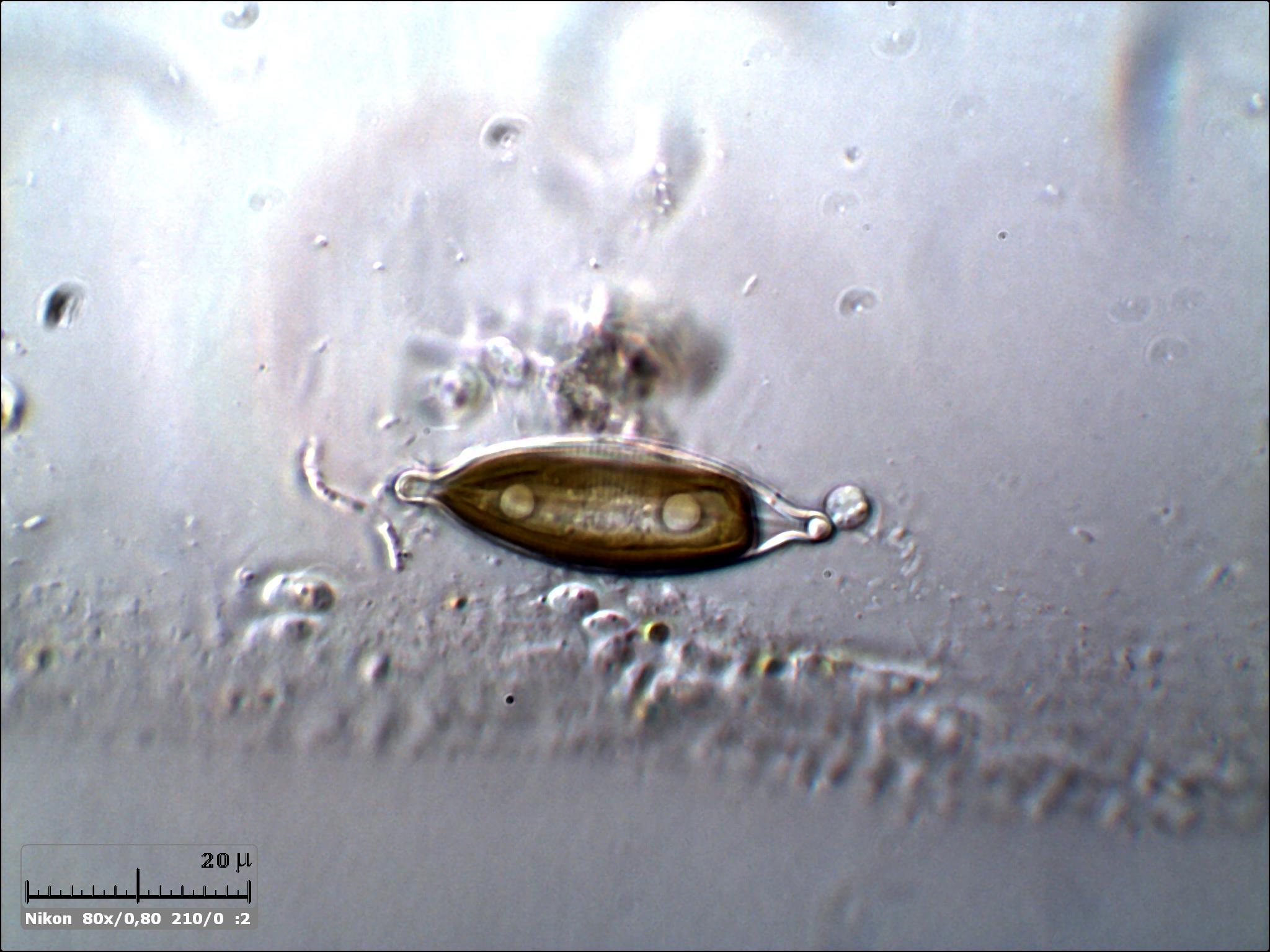 Navicula , Natura Mediterraneo | Forum Naturalistico