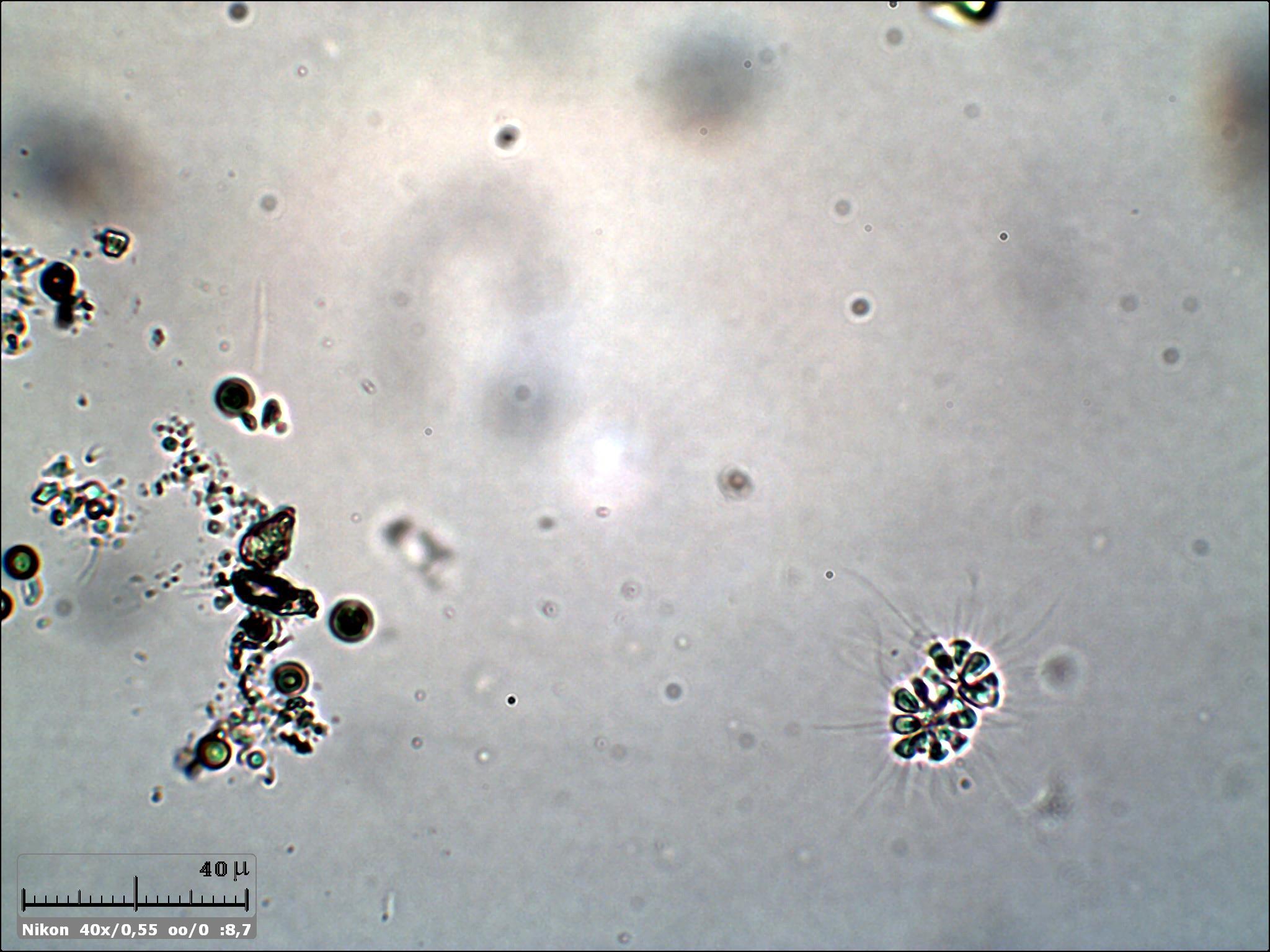 Che belli. Ho preso la Codosiga , Natura Mediterraneo | Forum Naturalistico