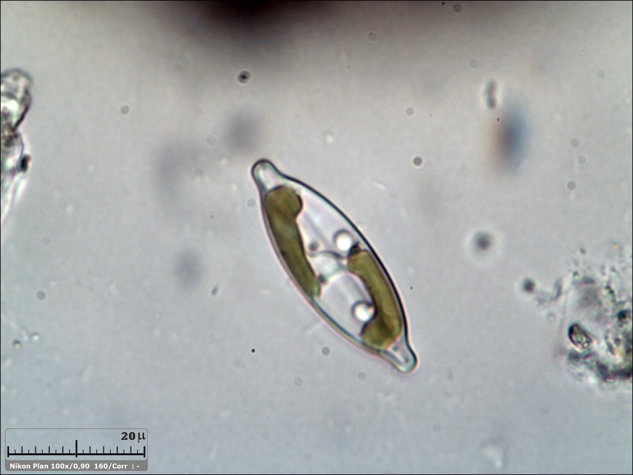 Navicula sp. , Natura Mediterraneo | Forum Naturalistico