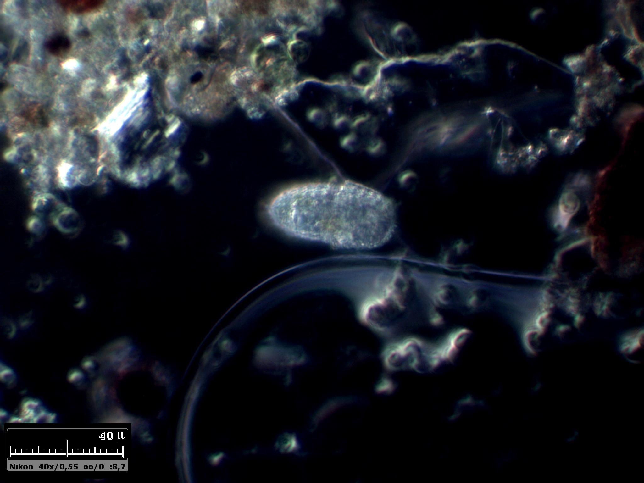 Coleps , Natura Mediterraneo | Forum Naturalistico