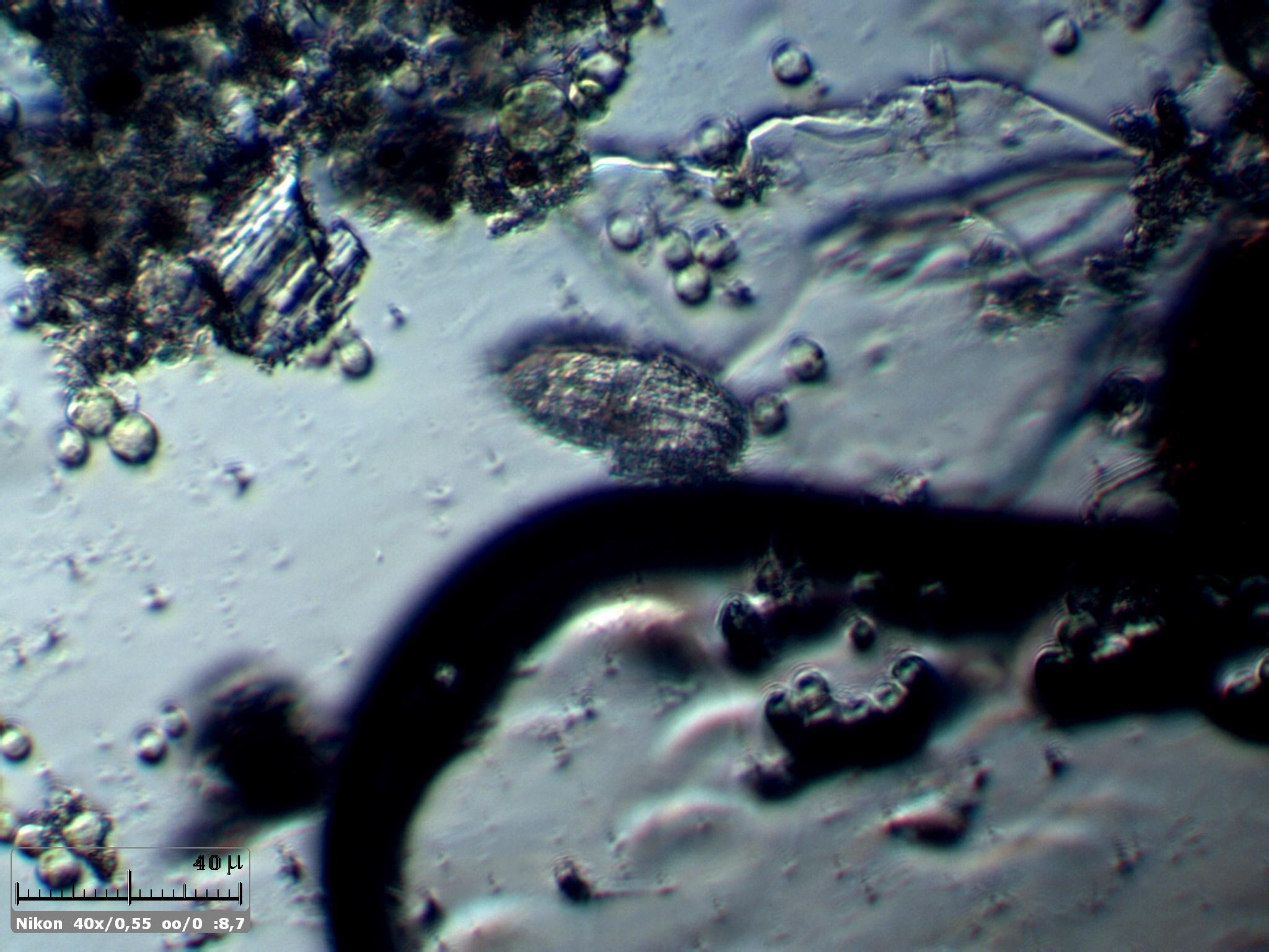 Coleps , Natura Mediterraneo | Forum Naturalistico