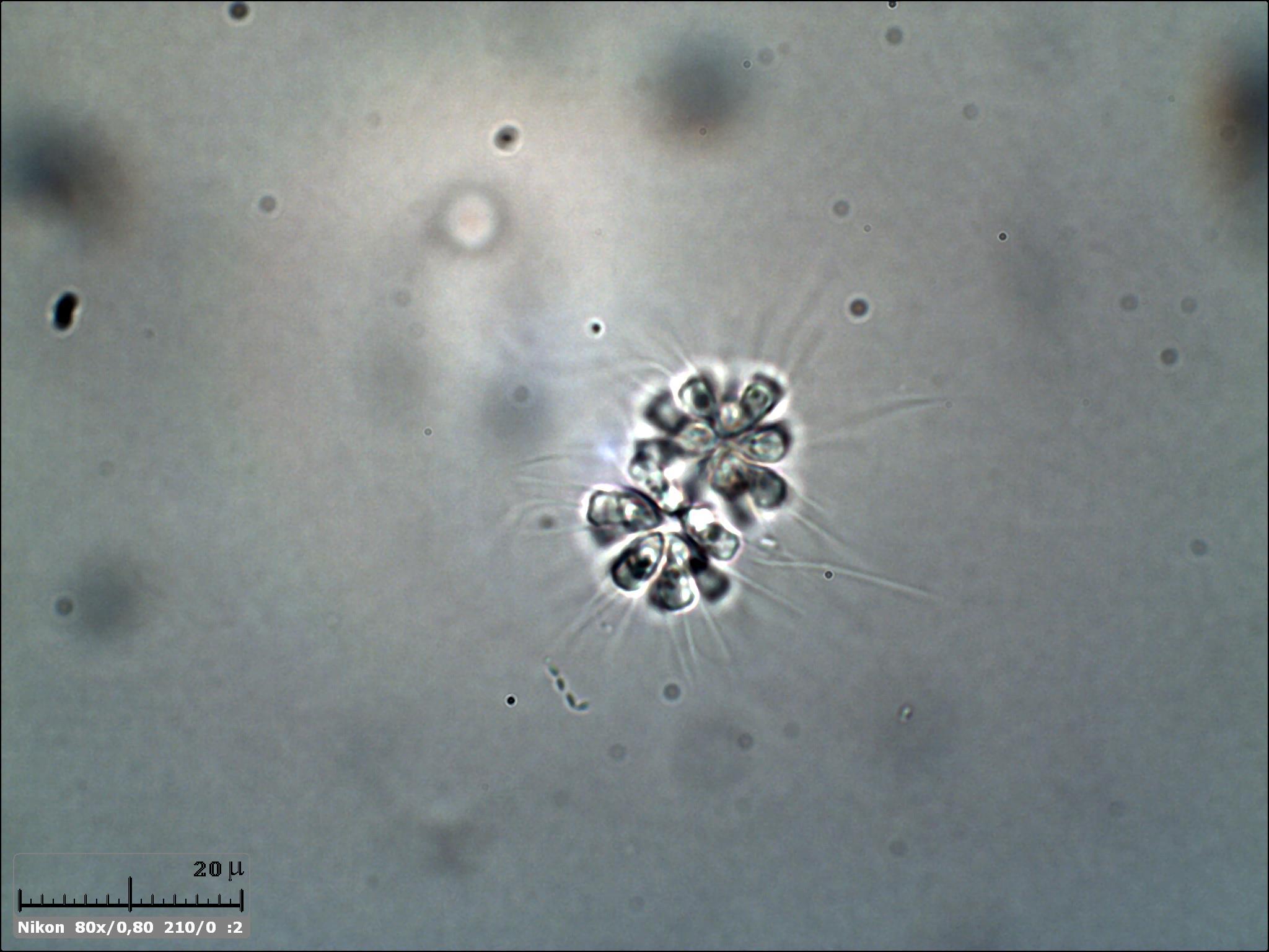 Che belli. Ho preso la Codosiga , Natura Mediterraneo | Forum Naturalistico