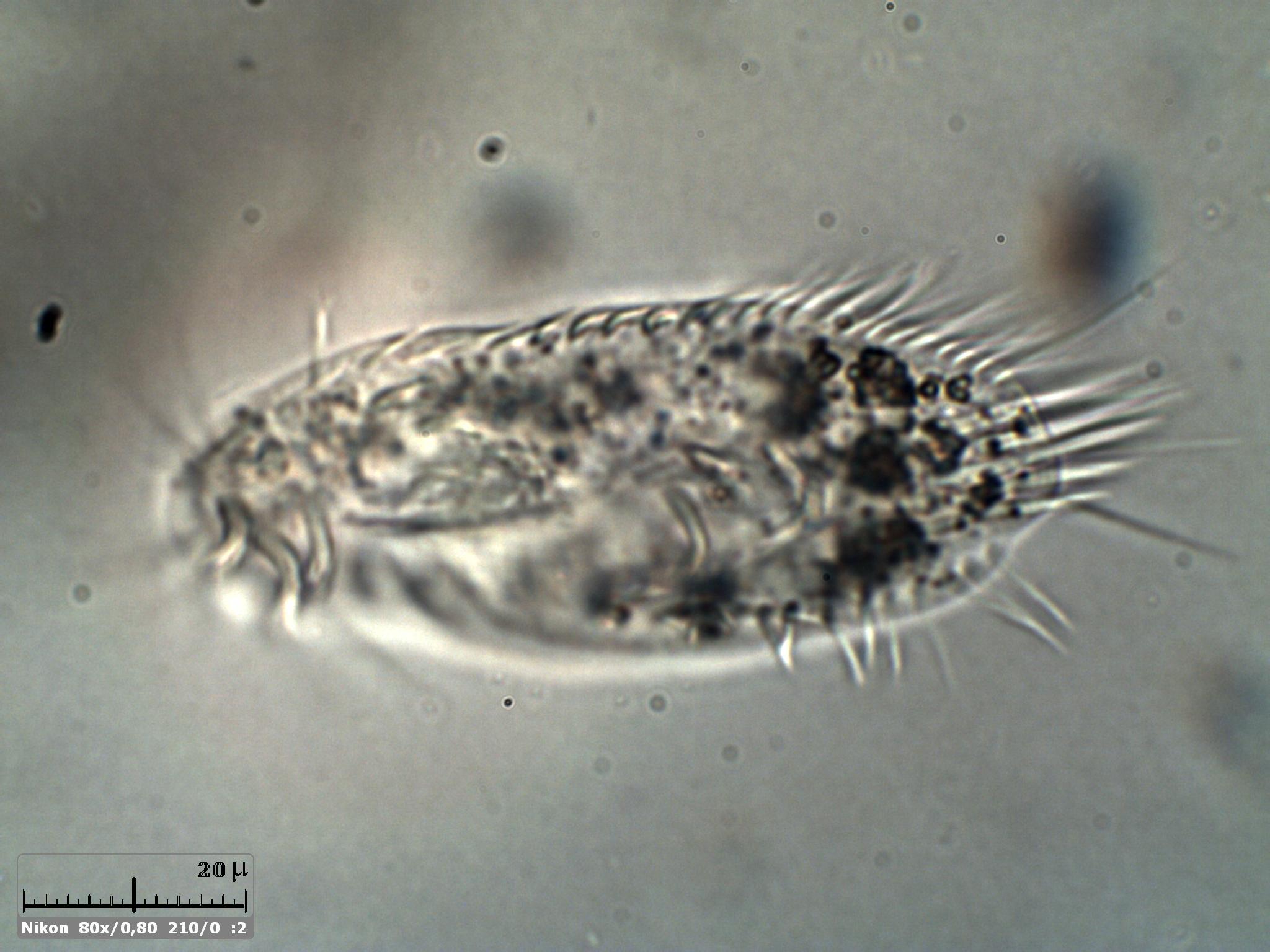 Euplotes , Natura Mediterraneo | Forum Naturalistico