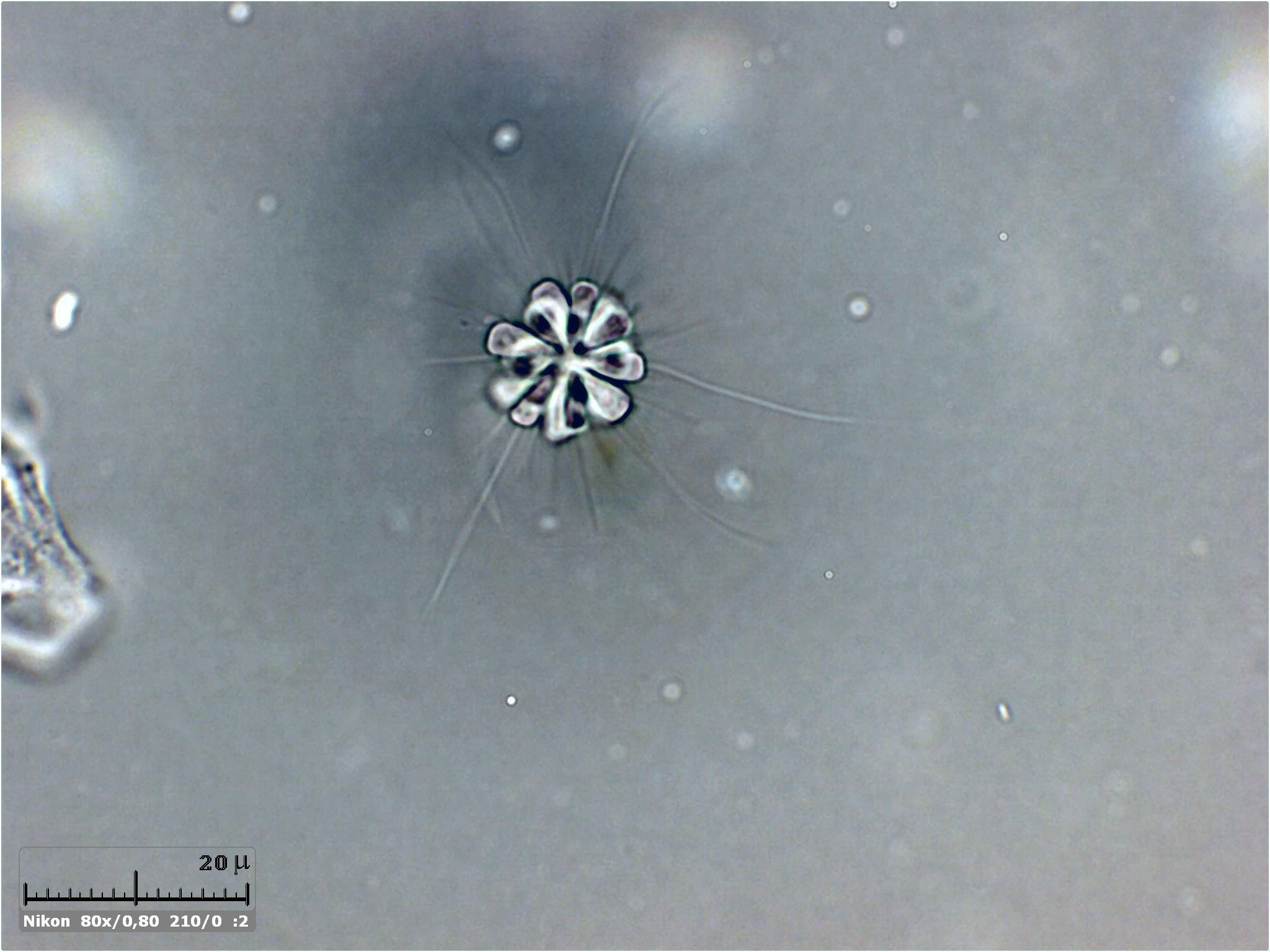 Che belli. Ho preso la Codosiga , Natura Mediterraneo | Forum Naturalistico