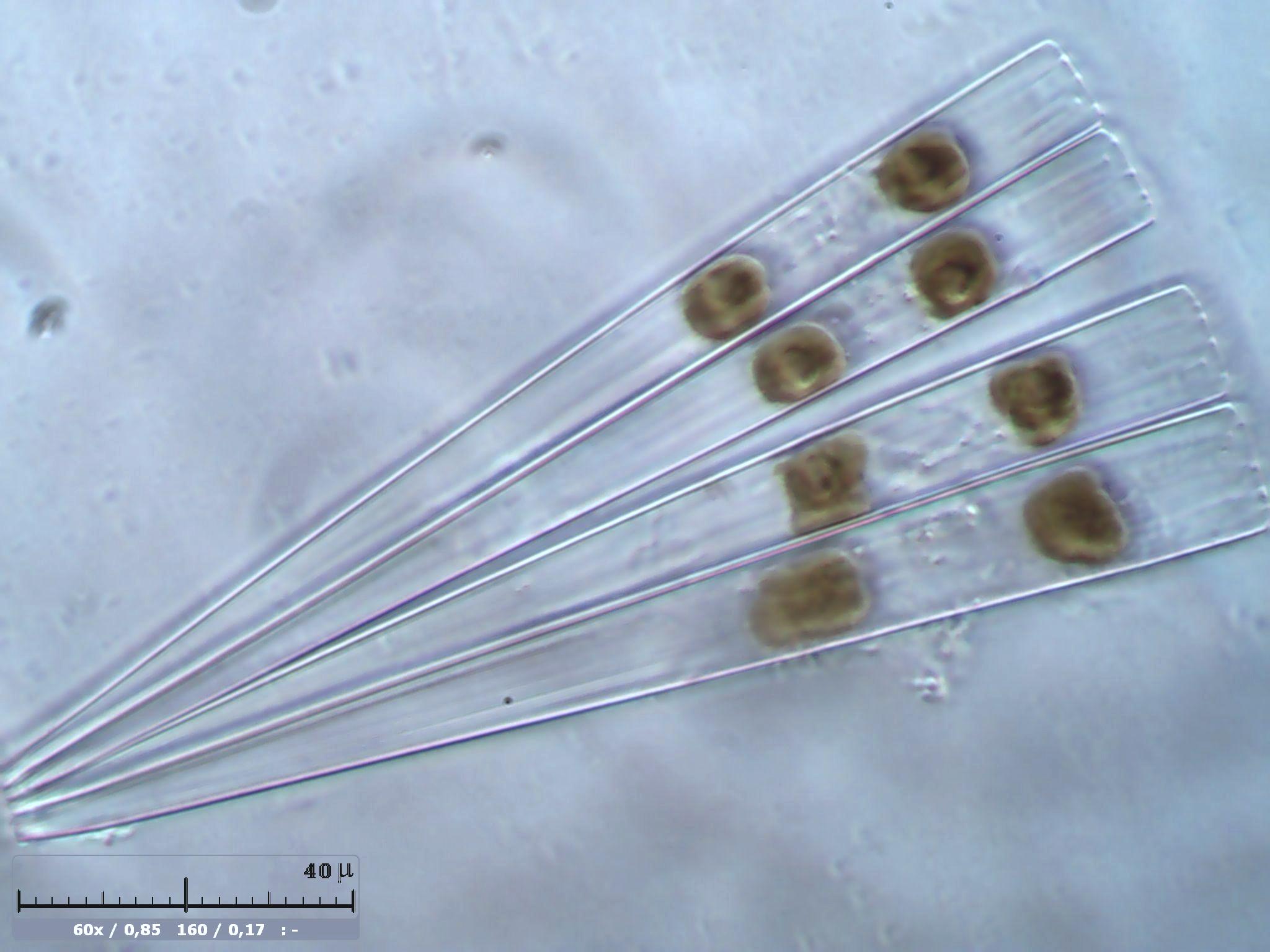 Meridion , Natura Mediterraneo | Forum Naturalistico
