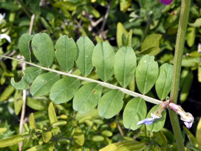 Lathyrus quale?- no, Vicia sativa , Natura Mediterraneo | Forum ...