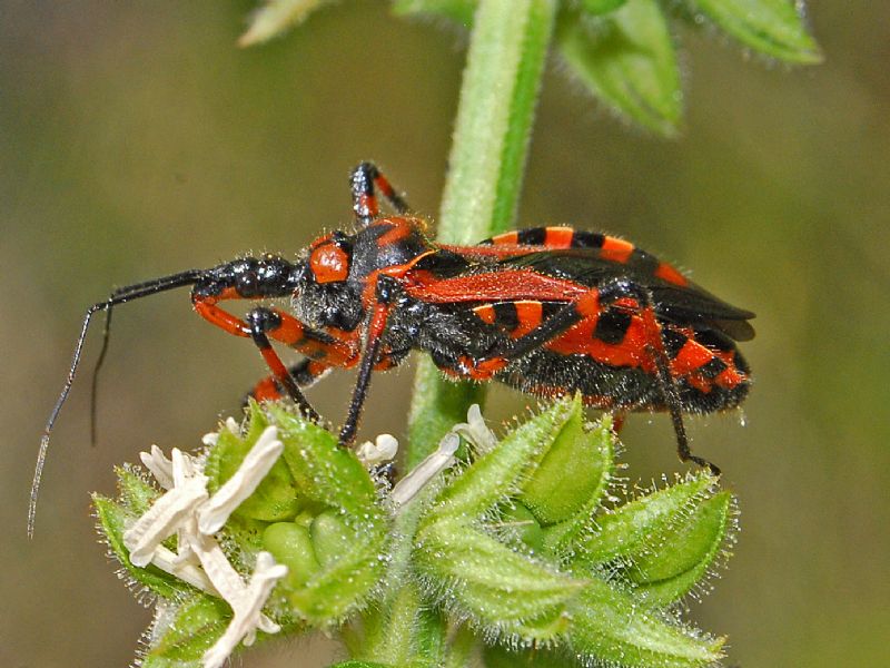 Reduviidae: Rhynocoris rubricus , Natura Mediterraneo | Forum Naturalistico