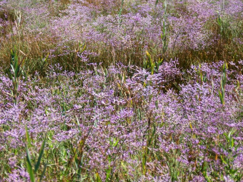 Limonium narbonense / Limonio comune , Natura Mediterraneo | Forum ...
