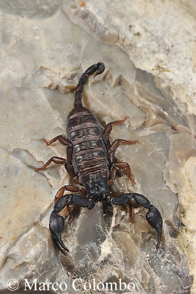 Scorpioni italiani, la biodiversità dimenticata , Natura Mediterraneo ...