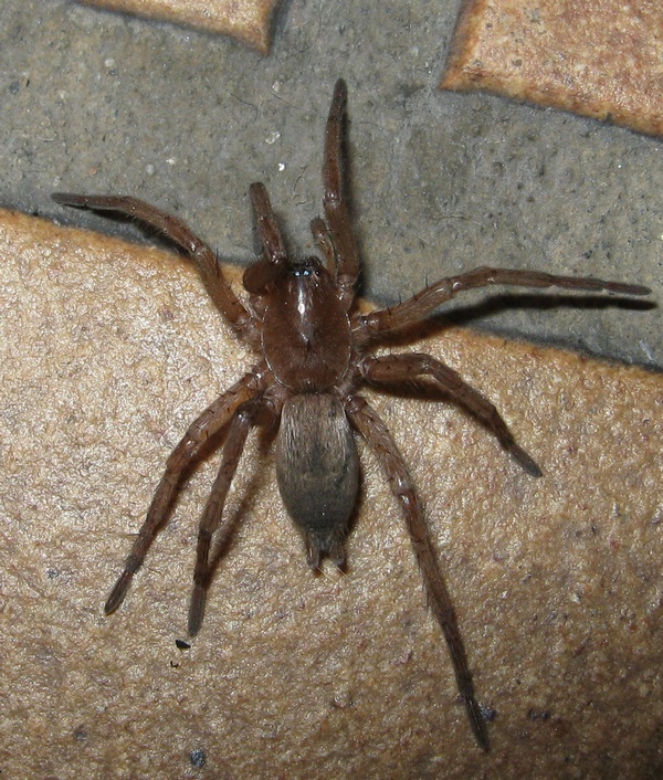 Drassodes sp. - Treviso (TV) , Natura Mediterraneo | Forum Naturalistico