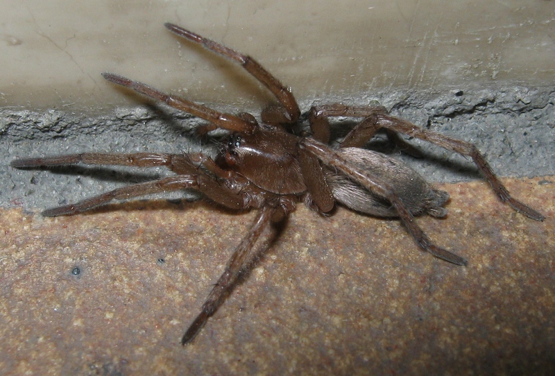 Drassodes sp. - Treviso (TV) , Natura Mediterraneo | Forum Naturalistico