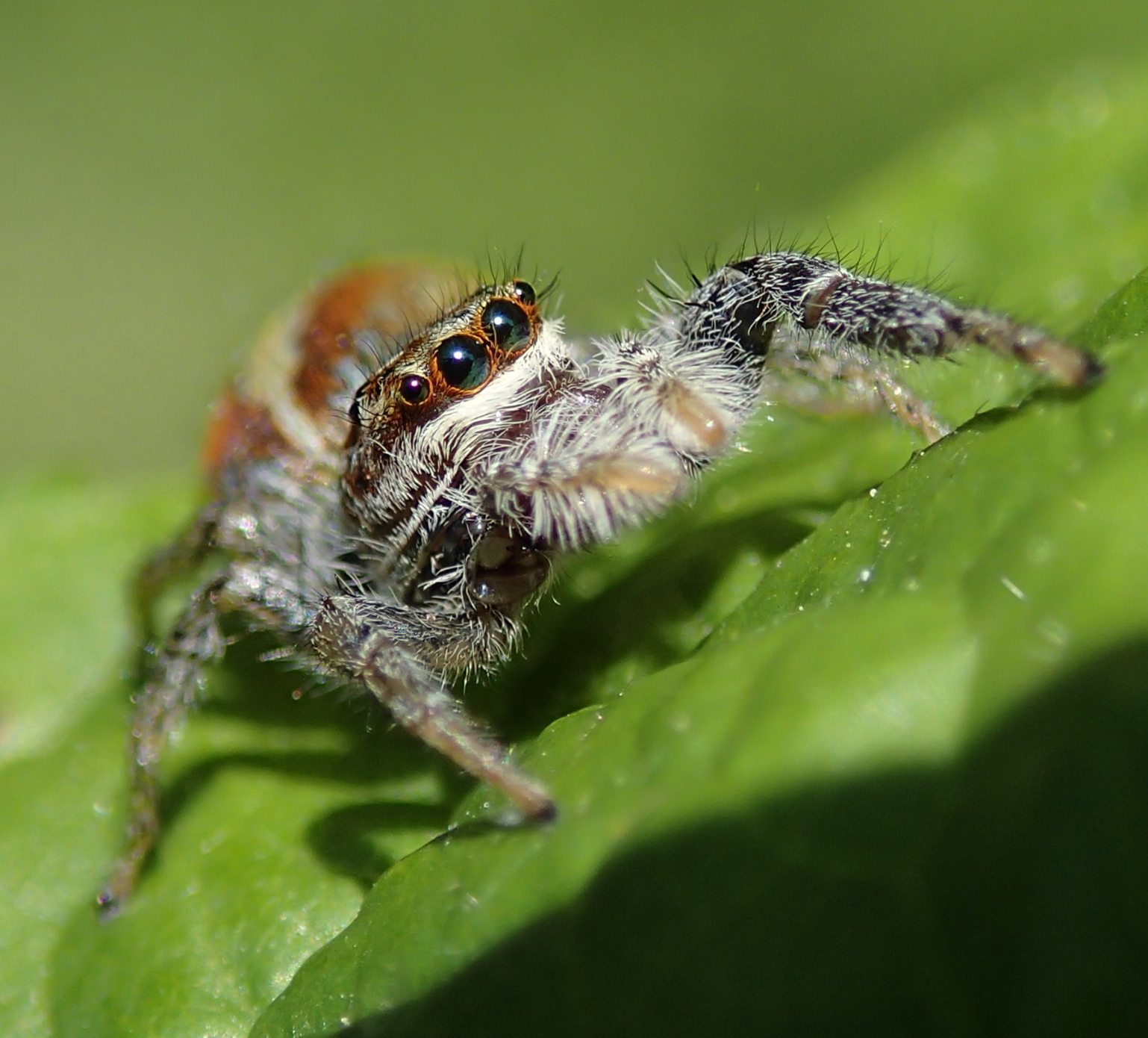 Salticidae: Marpissa pomatia - Lughignano (TV) , Natura Mediterraneo ...