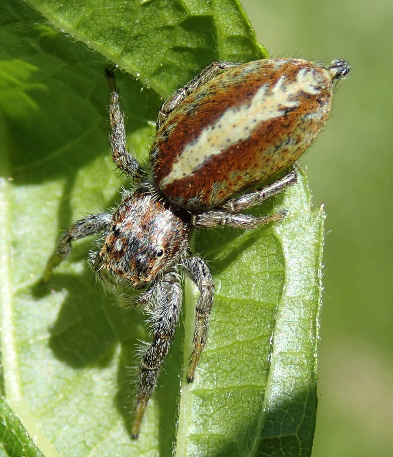 Salticidae: Marpissa pomatia - Lughignano (TV) , Natura Mediterraneo ...